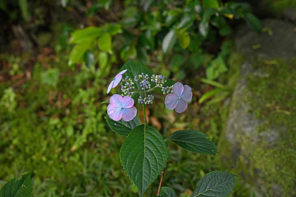 2024.5.22 光則寺ヤマアジサイ